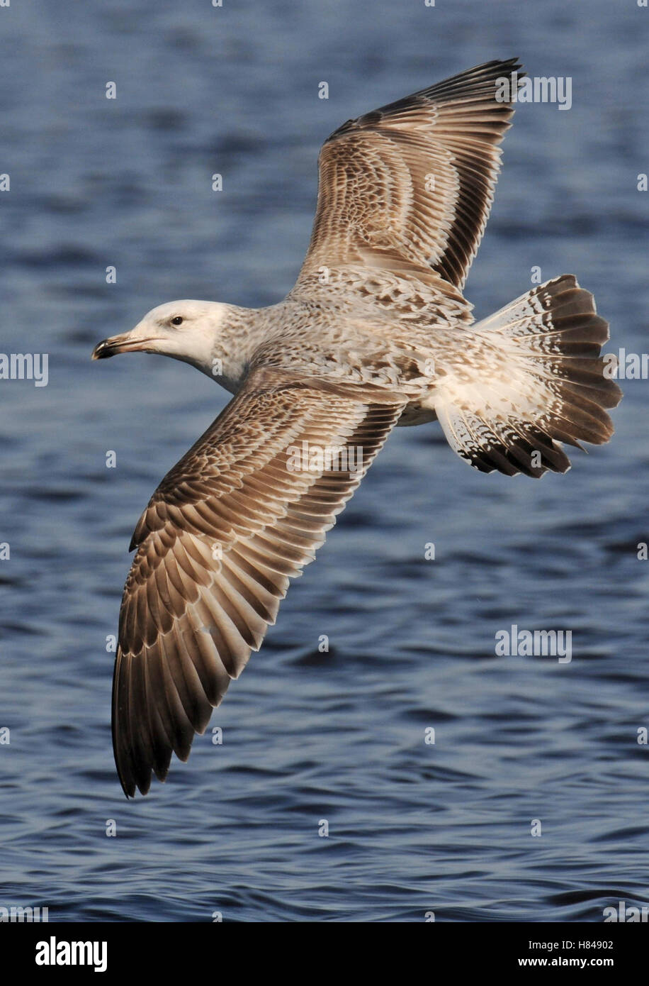 Caspian Gull (Larus cachinnans) flying, Netherlands Stock Photo - Alamy