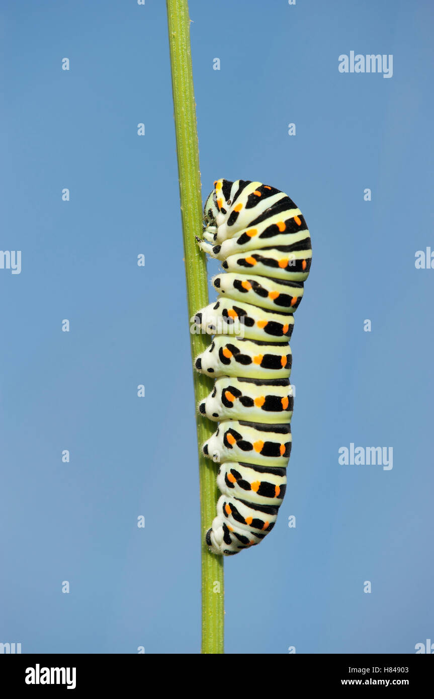 Oldworld Swallowtail (Papilio machaon) caterpillar feeding on Carrot (Daucus carota), Limburg ...