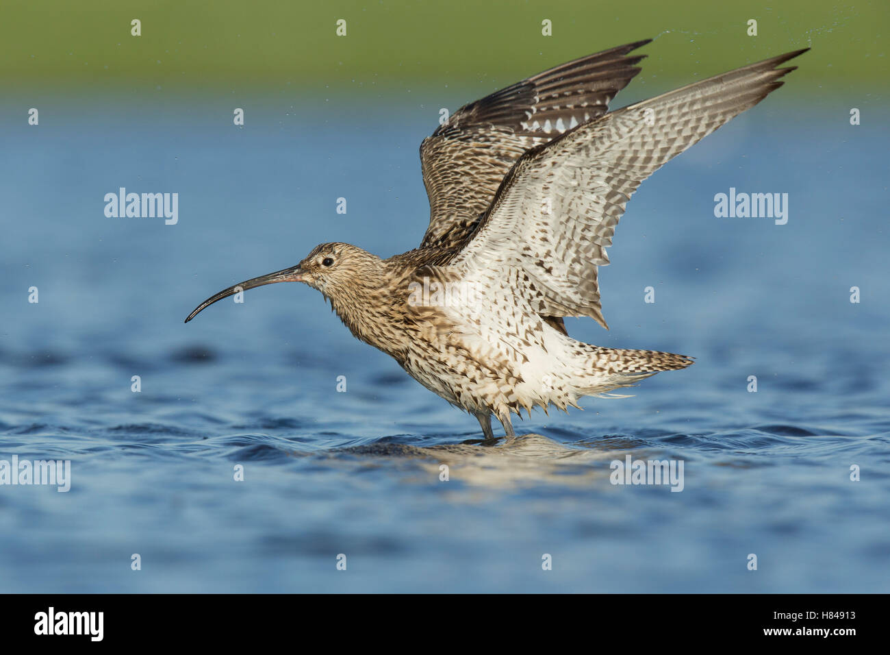 Eurasian Curlew (Numenius arquata) spreading wings, Antwerp, Belgium ...
