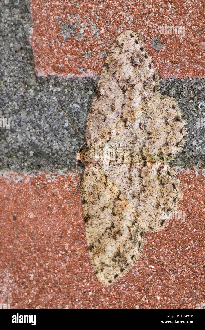 Small Engrailed Moth (Ectropis crepuscularia) on brick wall, Overijssel ...