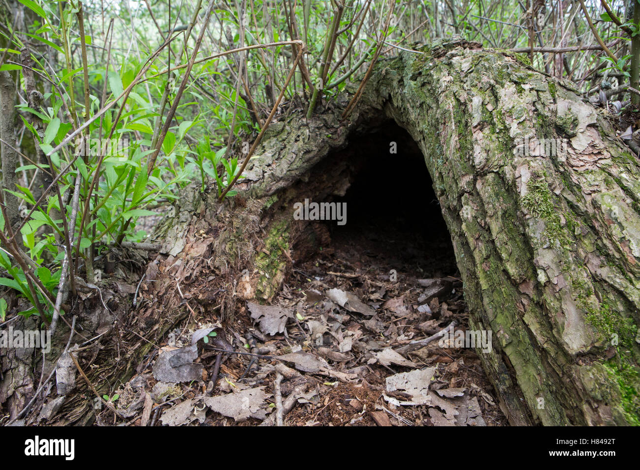 Wild Coyote (Canis latrans) den, Chicago, Illinois Stock Photo - Alamy