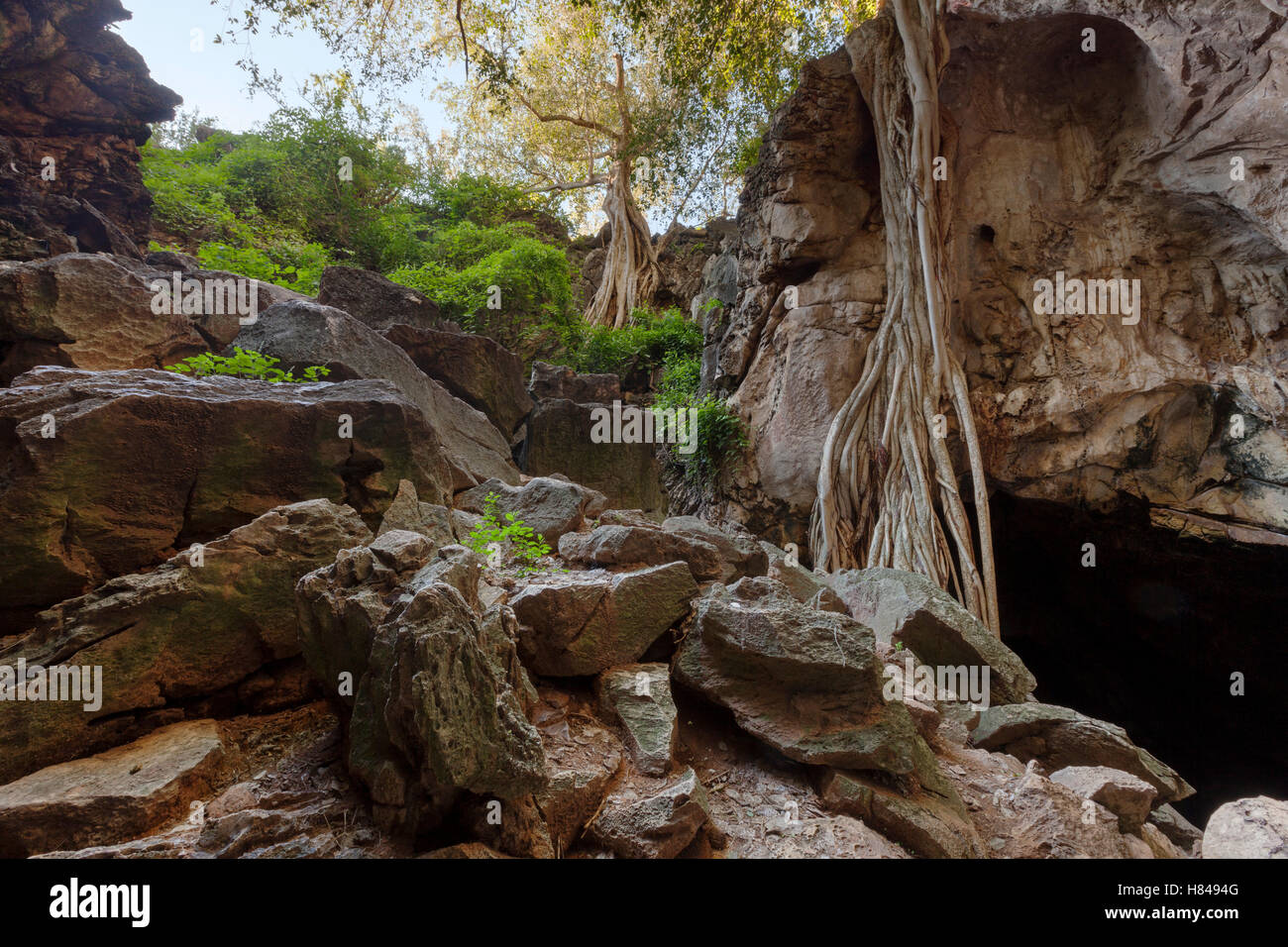 Namaqua Fig (Ficus cordata) trees at cave entrance, Gcwihaba Caves ...