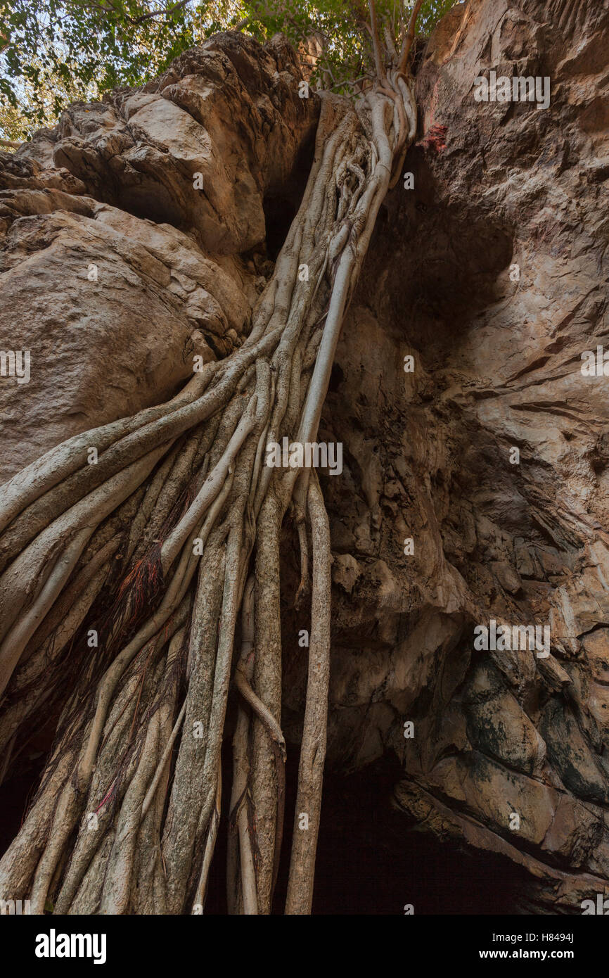 Namaqua Fig (Ficus cordata) tree at cave entrance, Gcwihaba Caves ...