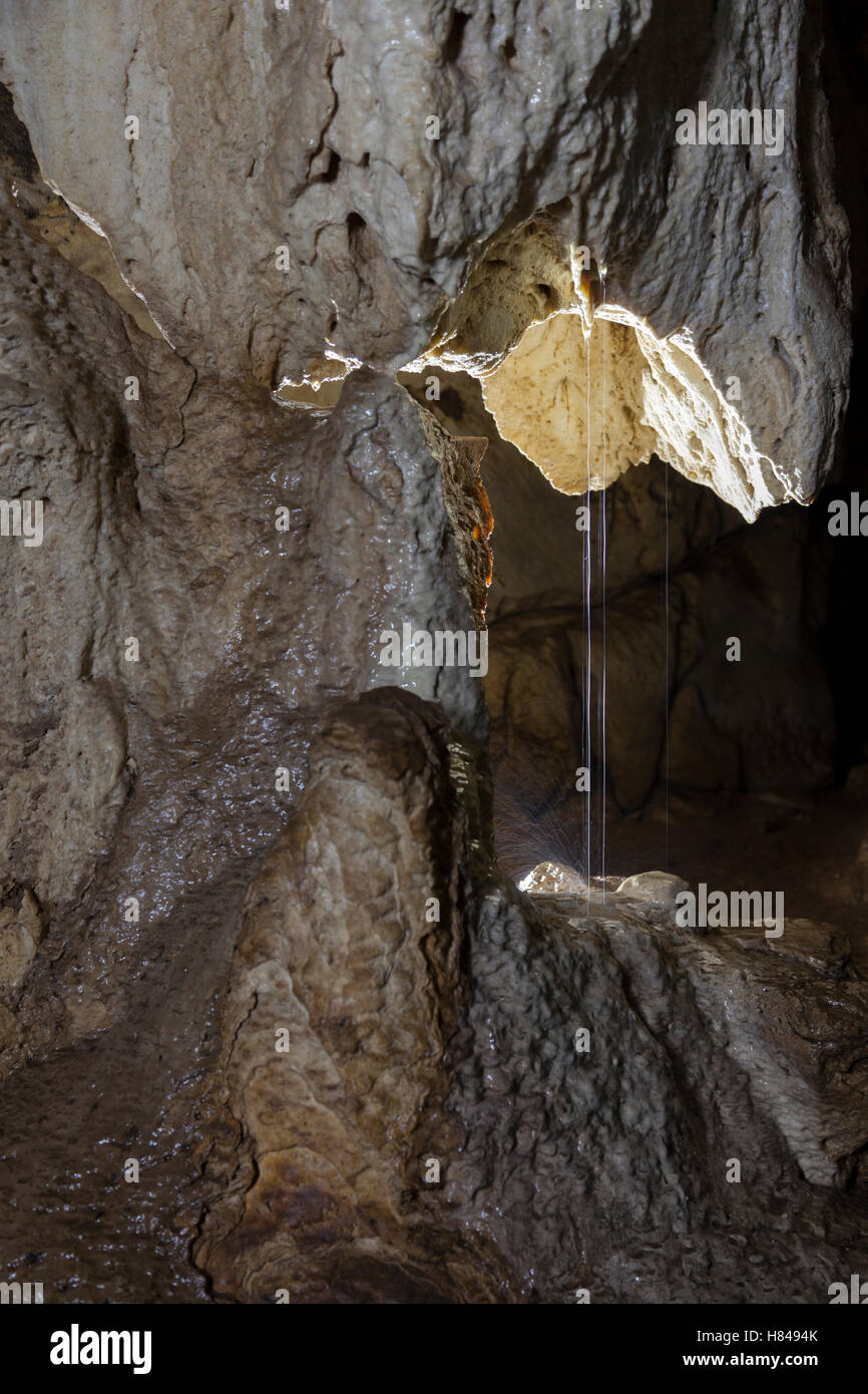 Water dripping from stalactites creating stalagmites below, Gcwihaba ...