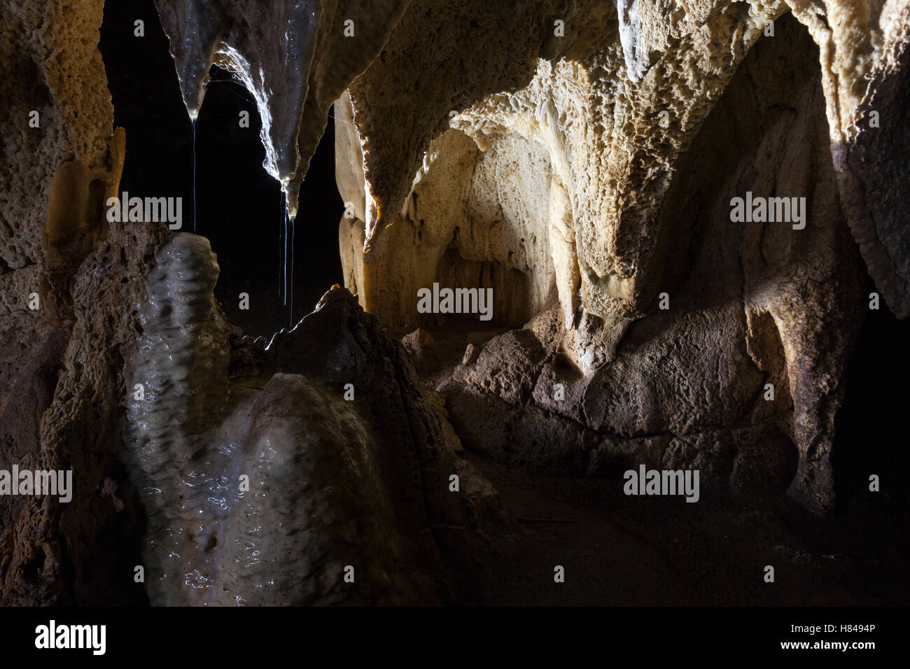 Water dripping from stalactites creating stalagmites below, Gcwihaba ...