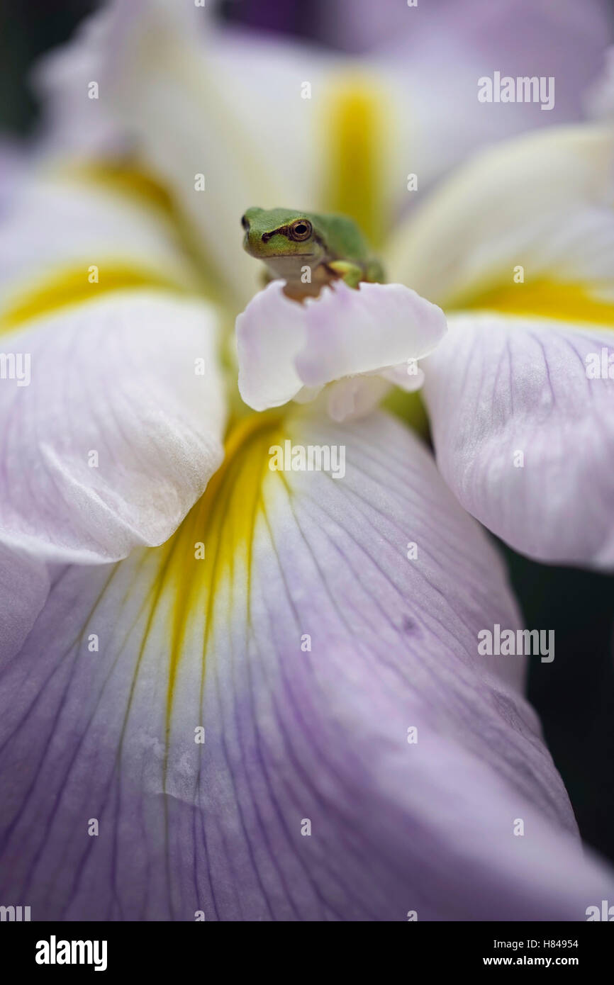 Japanese Tree Frog (Hyla japonica) on Common Sweet Flag (Acorus calamus ...