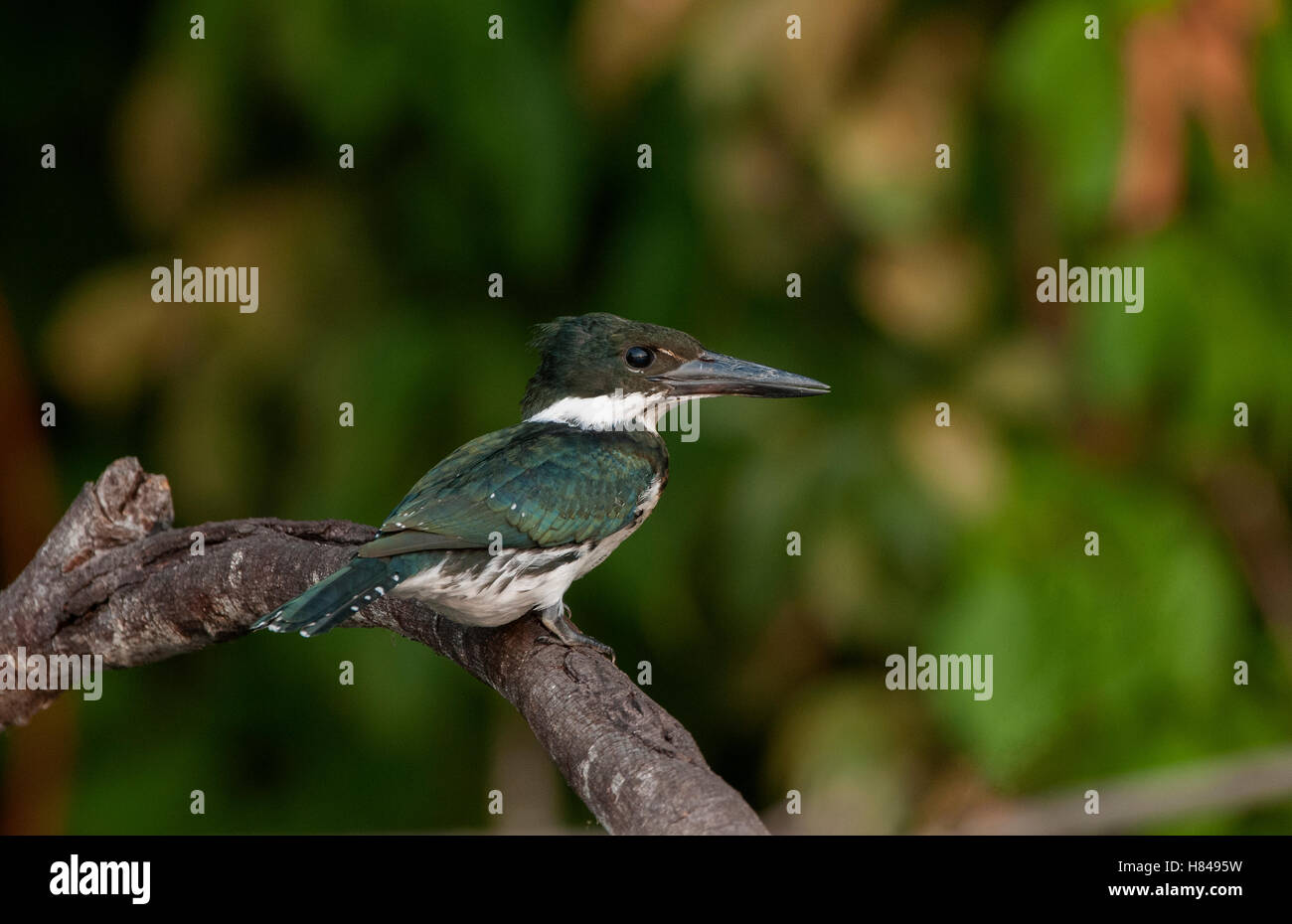Amazon Kingfisher (Chloroceryle amazona), Lake Chalalan, Madidi ...