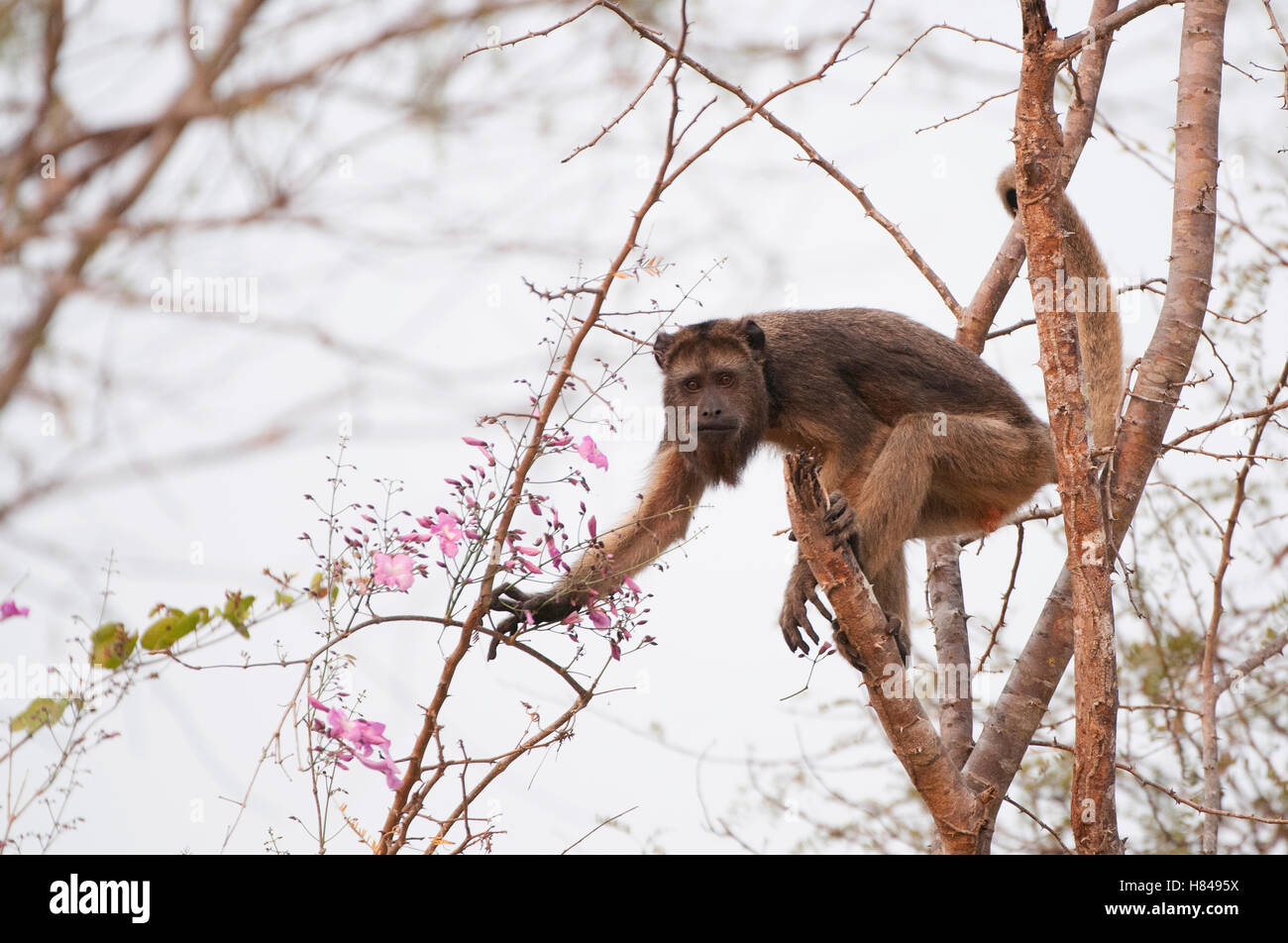 Black Howler Monkey (Alouatta caraya) eating pink flowers, Pantanal ...