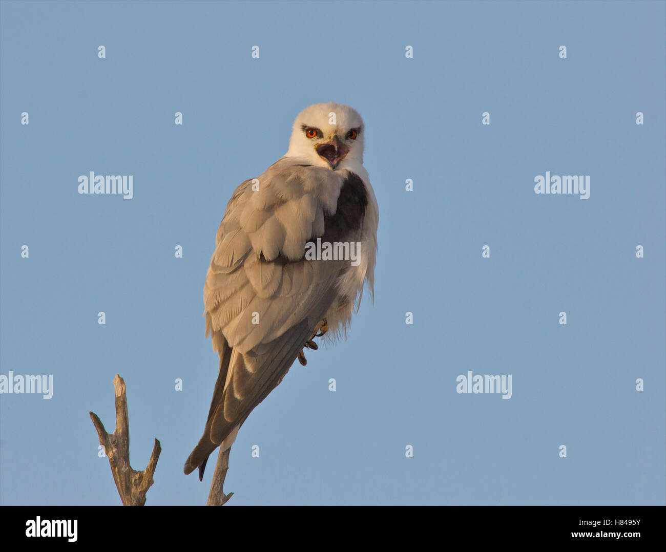 Black-shouldered Kite (Elanus axillaris) calling, Kangaroo Island ...