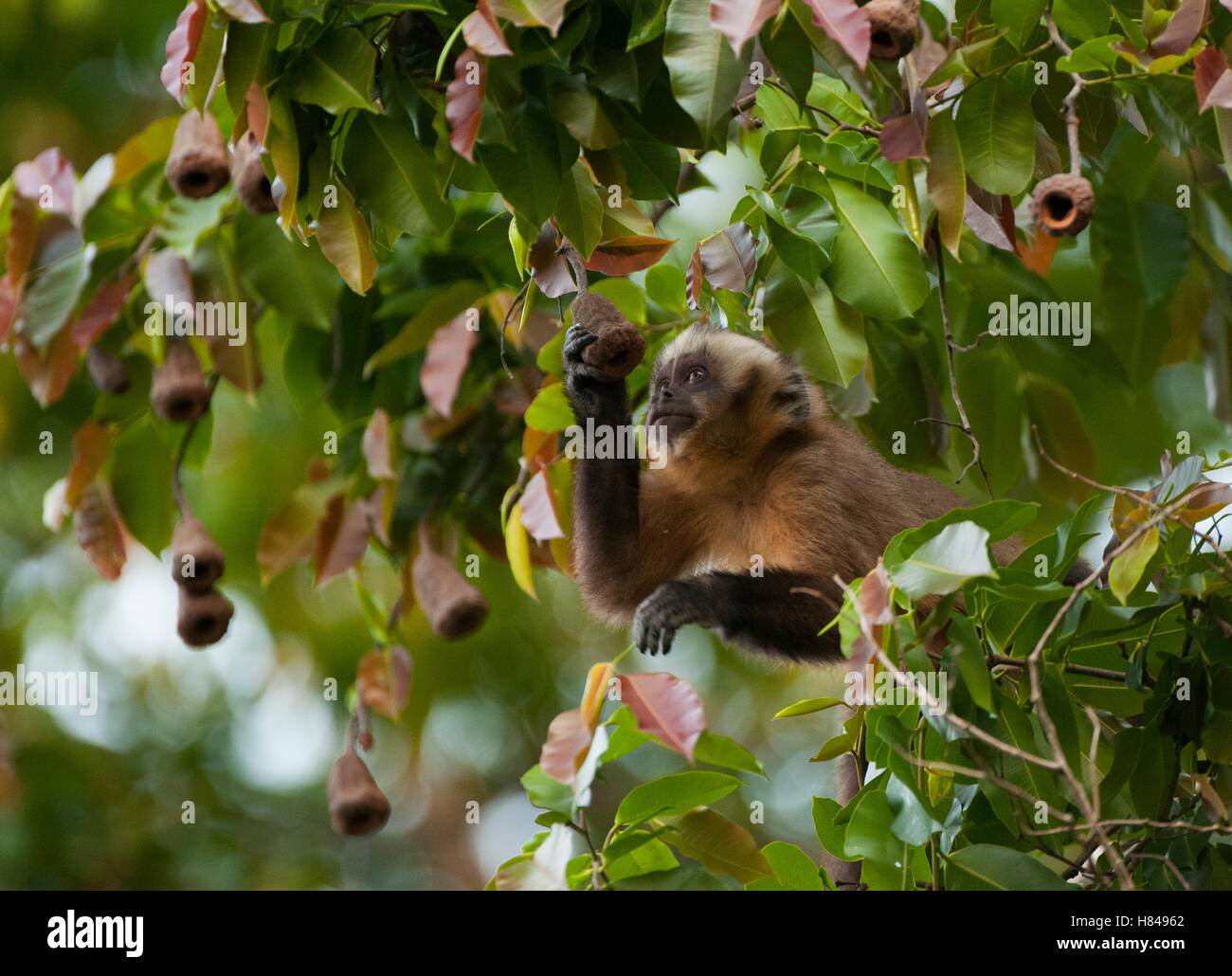 Brown Capuchin (Cebus apella) foraging for fruit, Madidi National Park ...