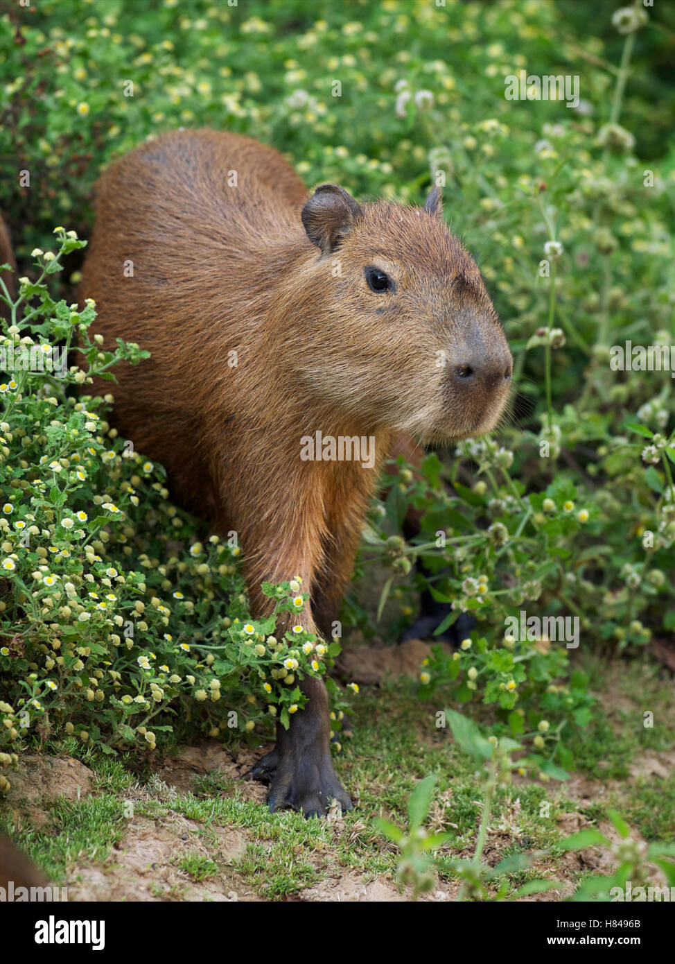Capybara (Hydrochoerus hydrochaeris), Yacuma River, Pampas, Bolivia ...