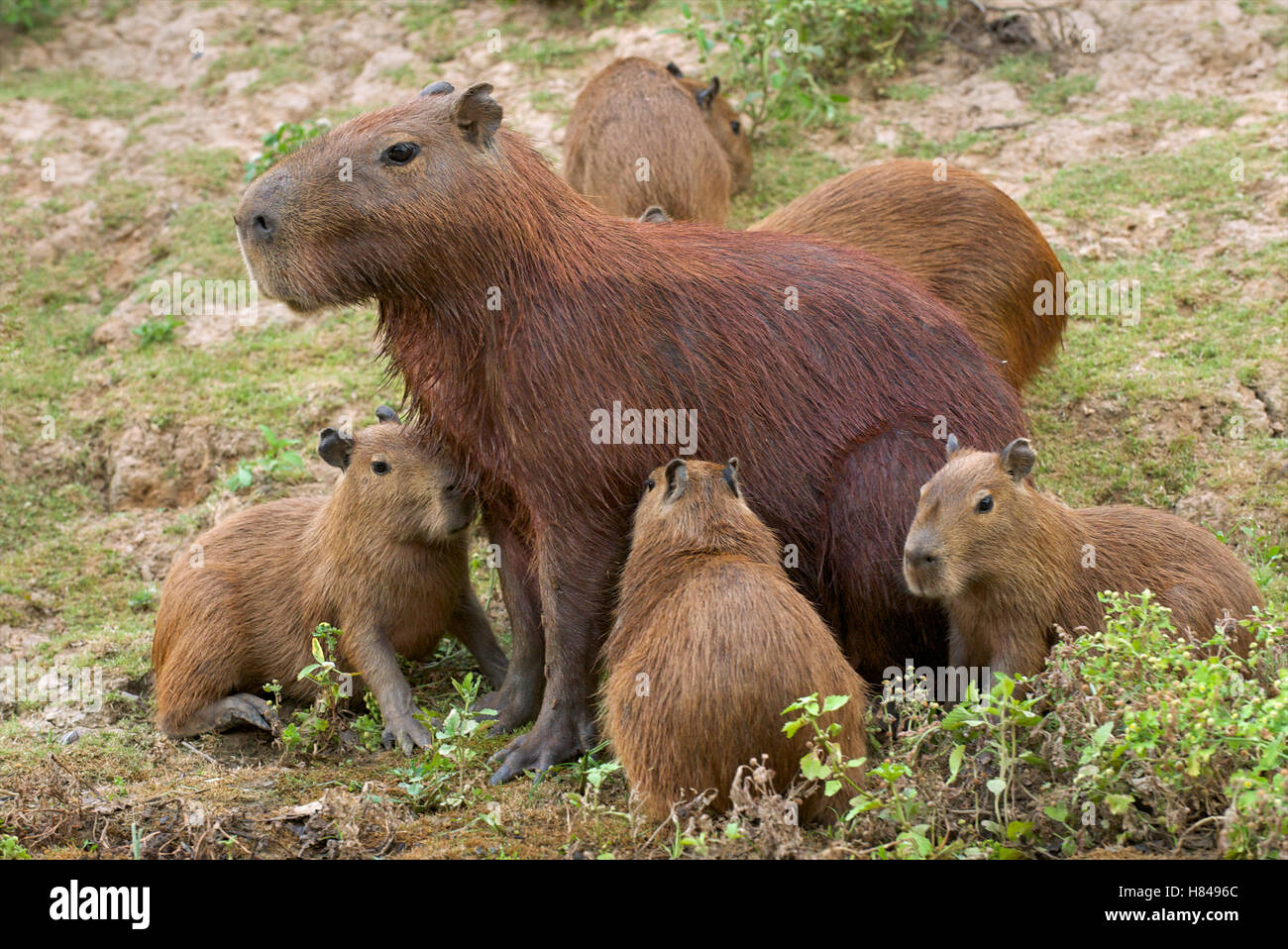 Capybara (Hydrochoerus hydrochaeris) mother with young, Yacuma River ...