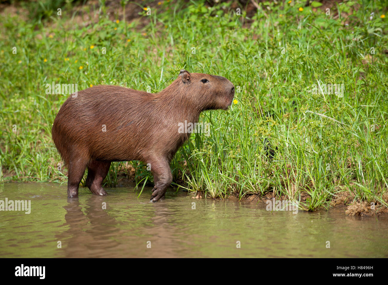 Capybara (Hydrochoerus hydrochaeris) wading along river bank, Yacuma ...