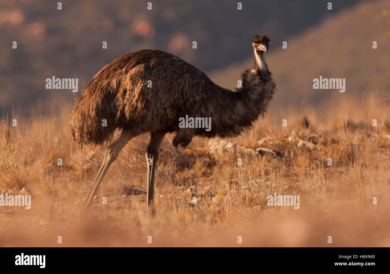 Emu (Dromaius novaehollandiae), Wilpena Pound, Flinders Ranges National ...