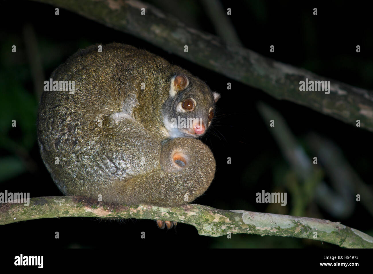 Green Ringtail Possum (Pseudochirops archeri), Youngaburra, Atherton ...