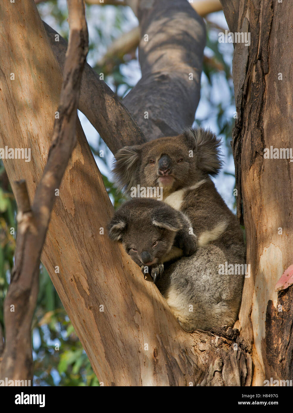 Koala (Phascolarctos cinereus) mother and joey, Hanson Bay Wildlife Sanctuary, Kangaroo Island ...