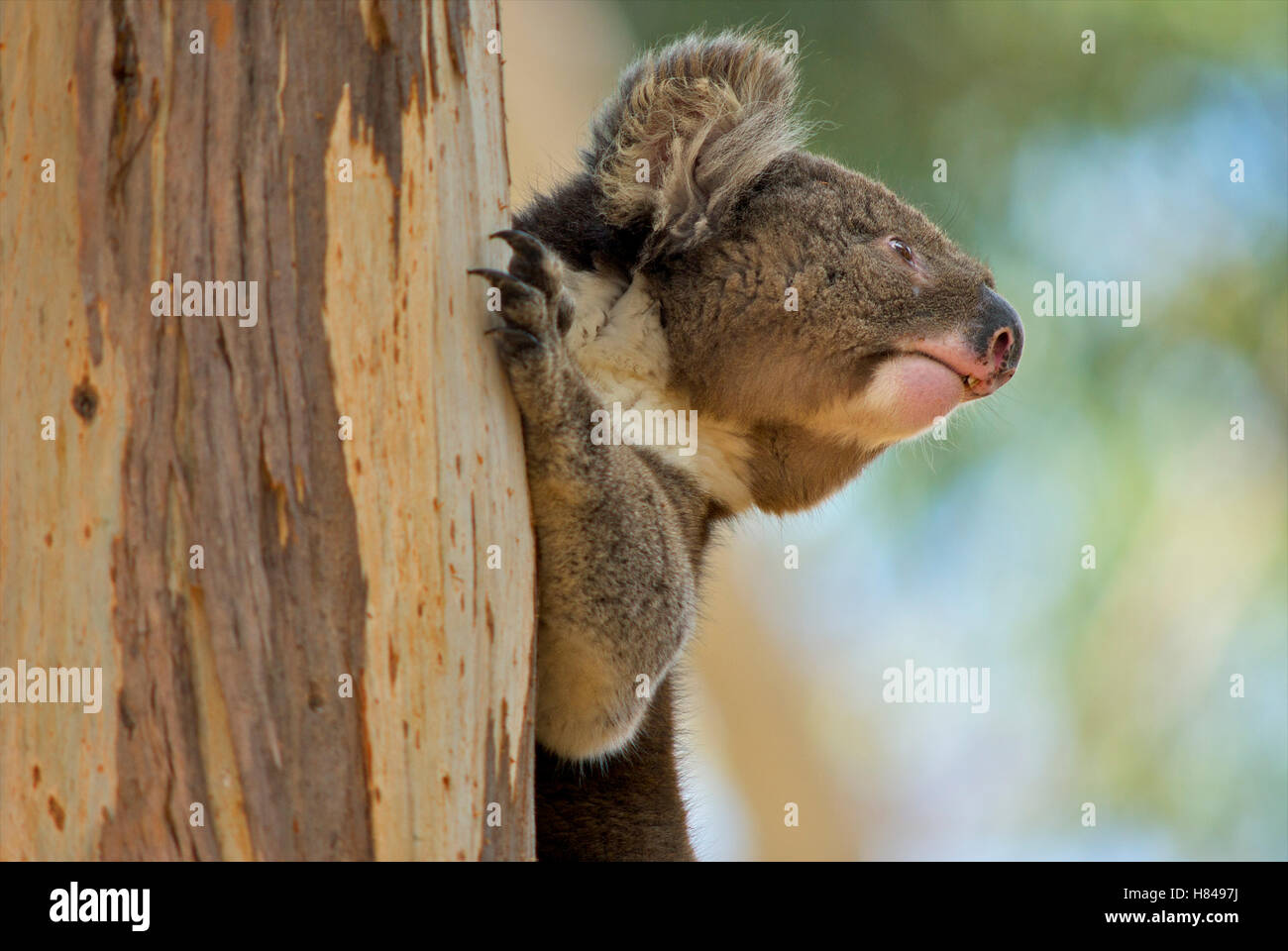 Koala (Phascolarctos cinereus) clinging to tree trunk, Hanson Bay Wildlife Sanctuary, Kangaroo ...