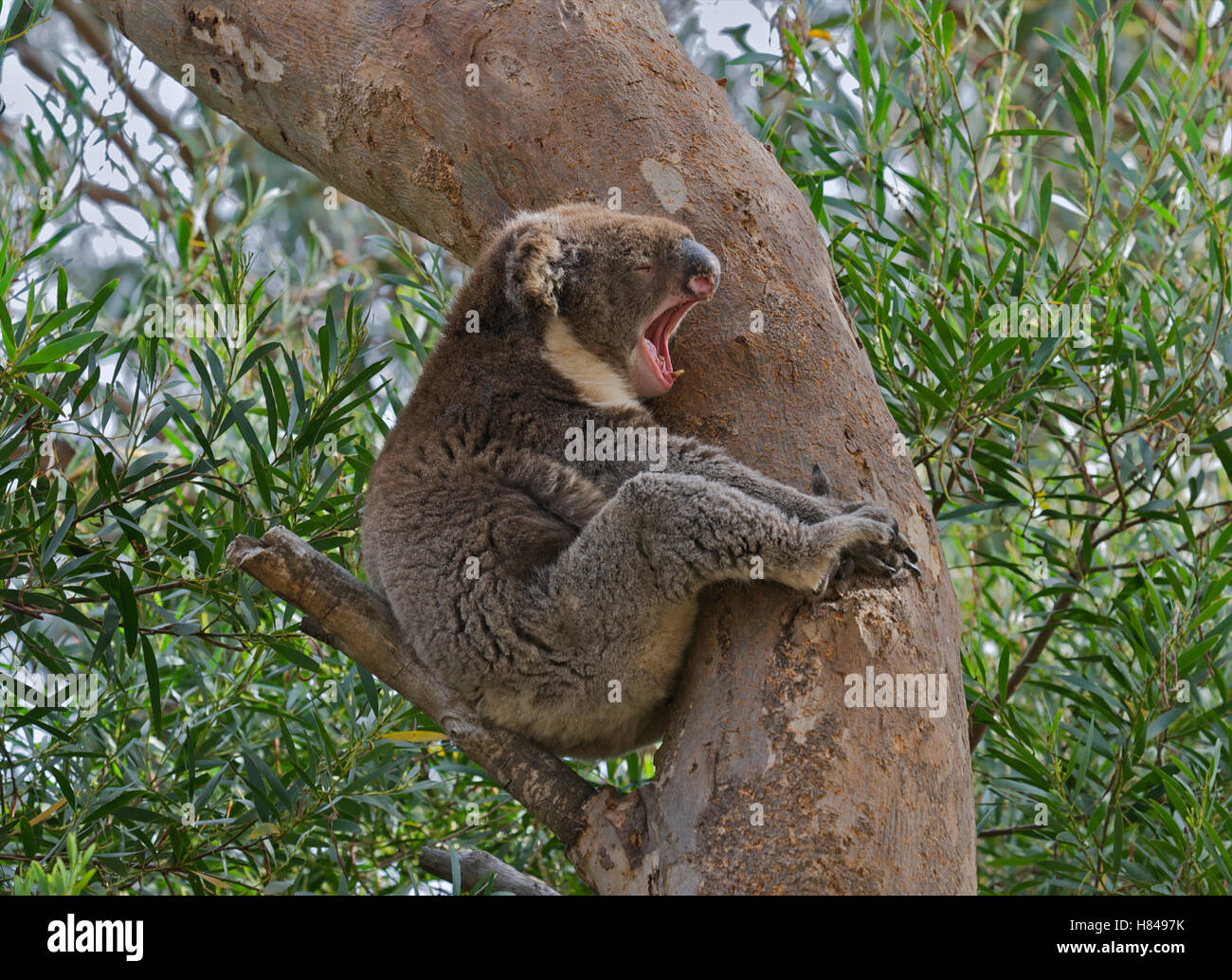 Koala (Phascolarctos cinereus) yawning, Hanson Bay Wildlife Sanctuary, Kangaroo Island ...