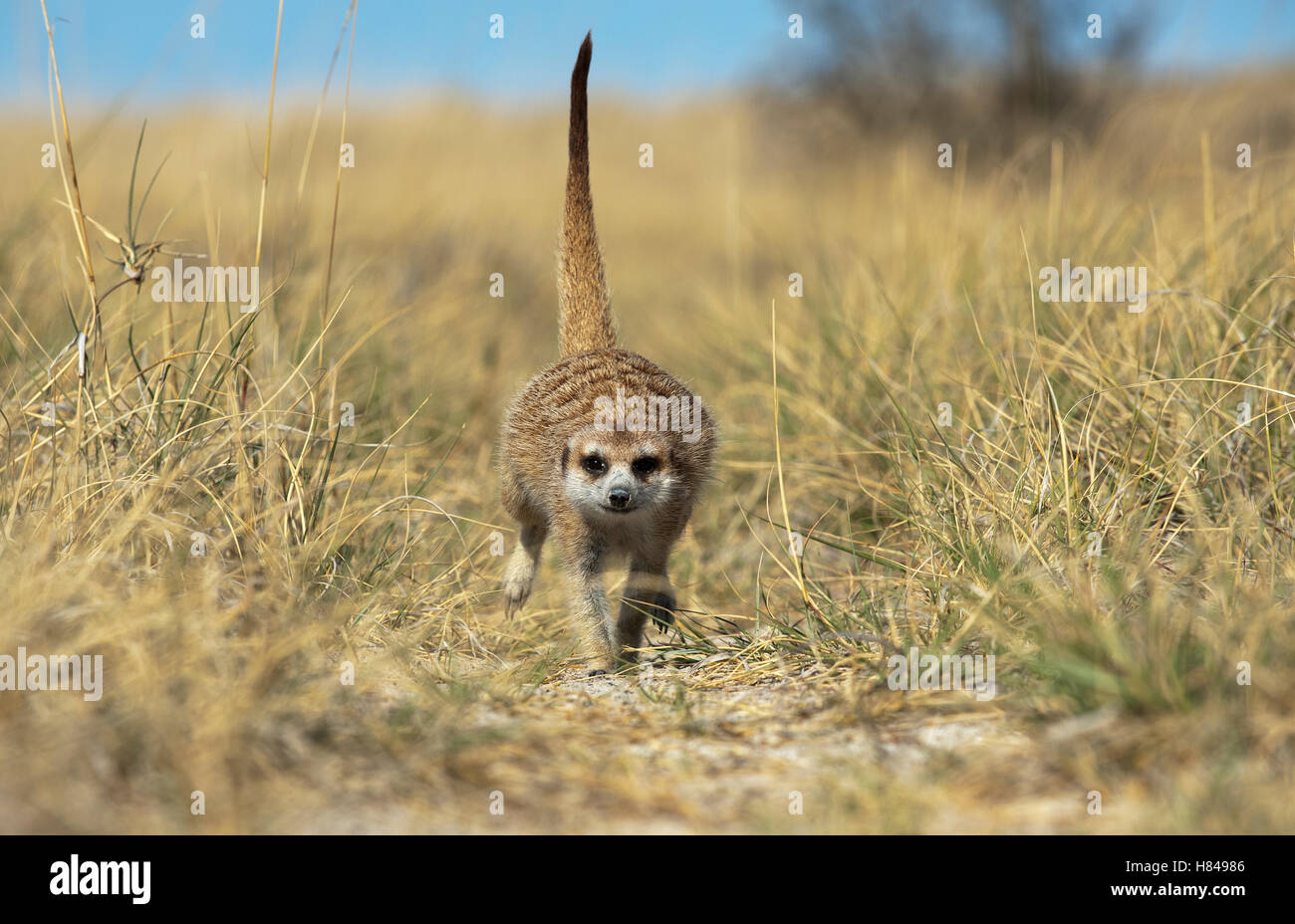 Meerkat (Suricata suricatta) running, Makgadikgadi Pan, Botswana Stock ...