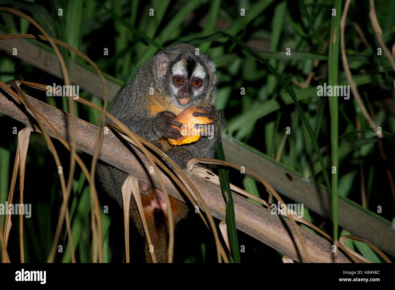 Azara's Night Monkey (Aotus azarae) eating fruit, Pampas, Bolivia Stock ...