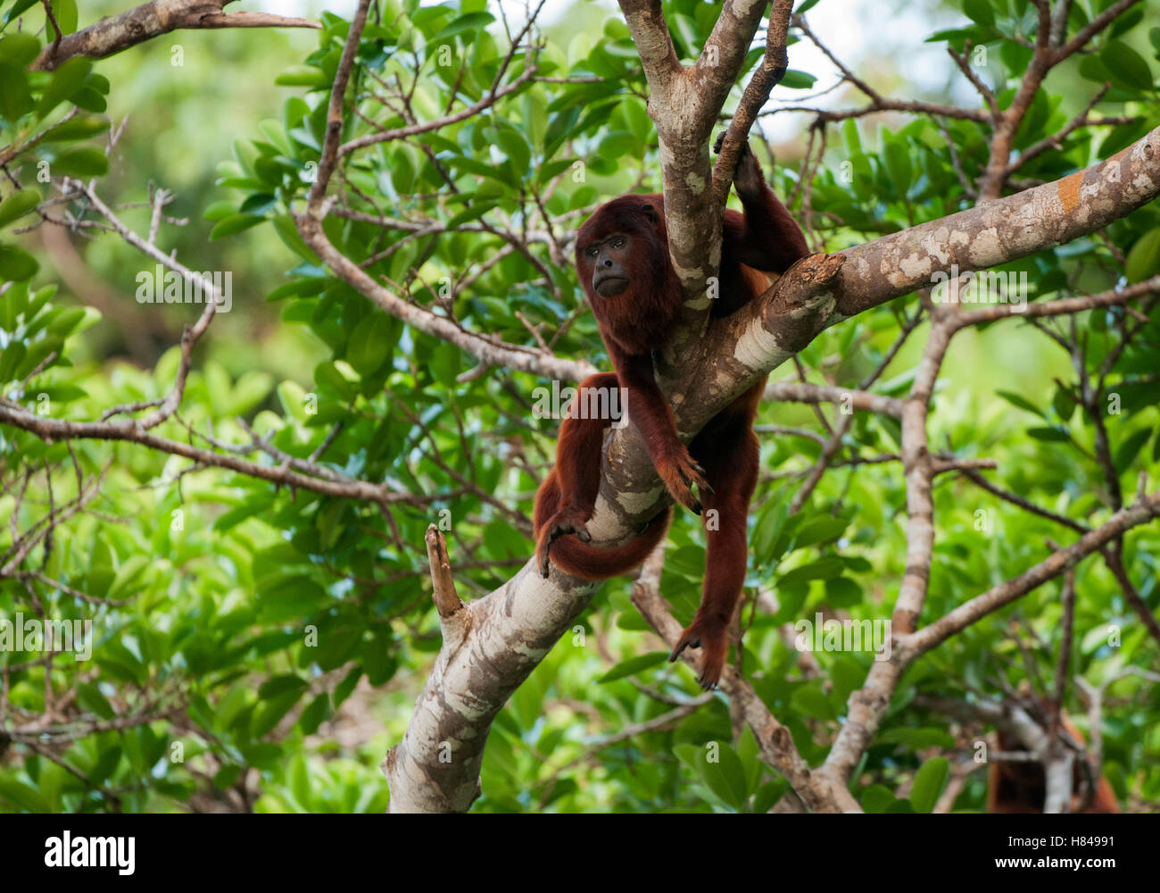 Bolivian Red Howler Monkey (Alouatta sara) resting in a tree, Lake ...