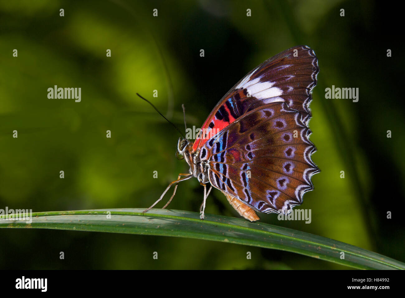Red Lacewing (Cethosia biblis) butterfly, Australian Butterfly ...