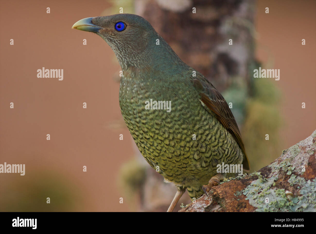 Satin Bowerbird (Ptilonorhynchus violaceus) female, Lamington National Park, Queensland ...