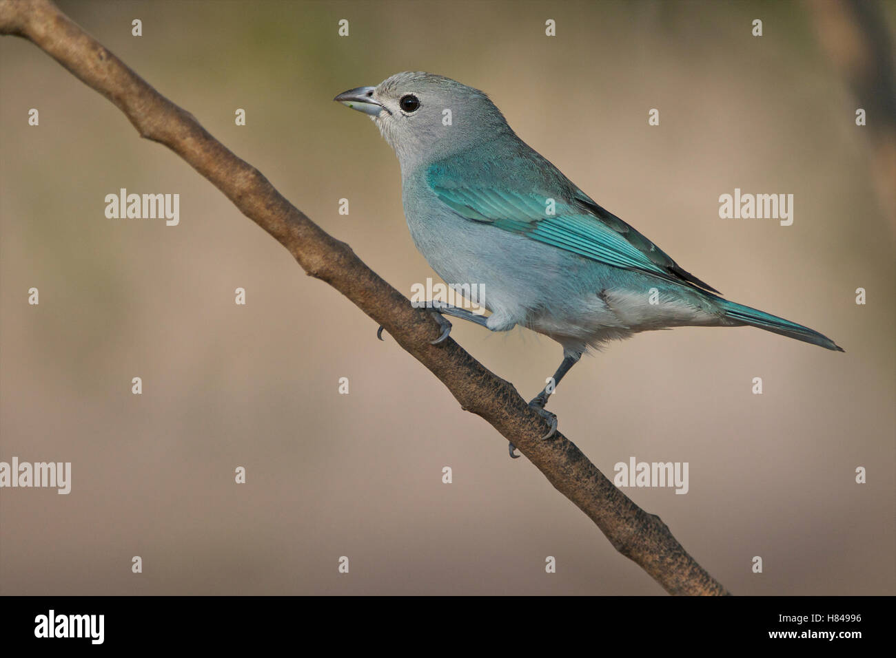 Sayaca Tanager (Thraupis sayaca), Piaui, Brazil Stock Photo - Alamy