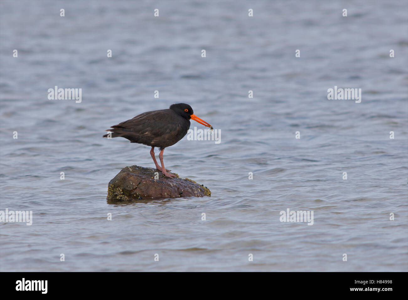 Sooty Oystercatcher (Haematopus fuliginosus) with crab prey, Kingscote ...