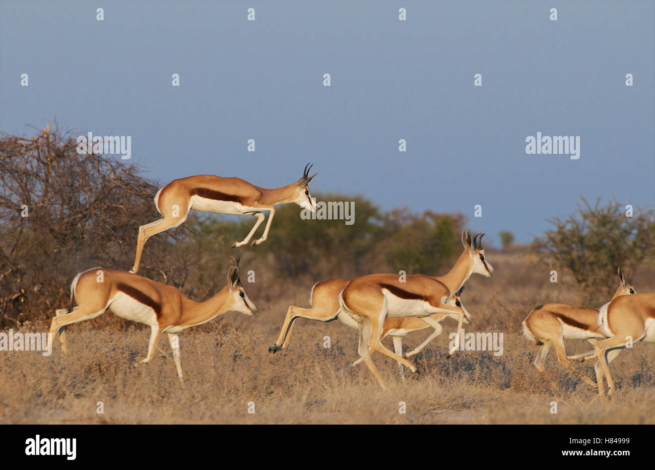 Springbok (Antidorcas marsupialis) leaping in pronking display ...