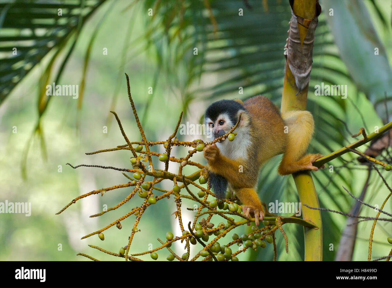 Black-crowned Central American Squirrel Monkey (Saimiri oerstedii ...