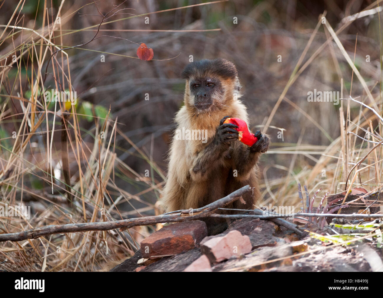 Brown Capuchin (Cebus apella) eating a Cashew (Anacardium occidentale ...