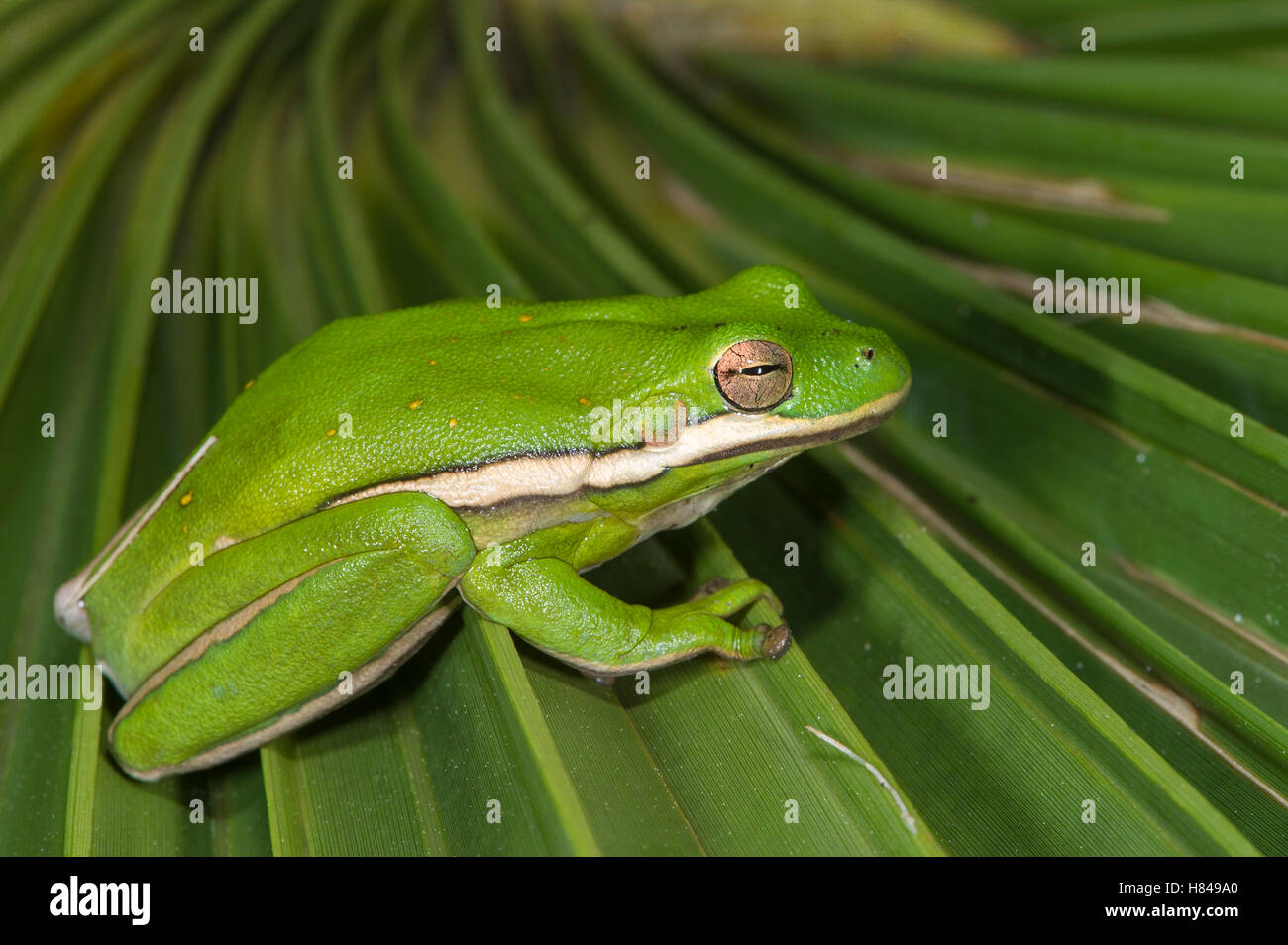Green Tree Frog (Hyla cinerea), Little Saint Simon's Island, Georgia ...