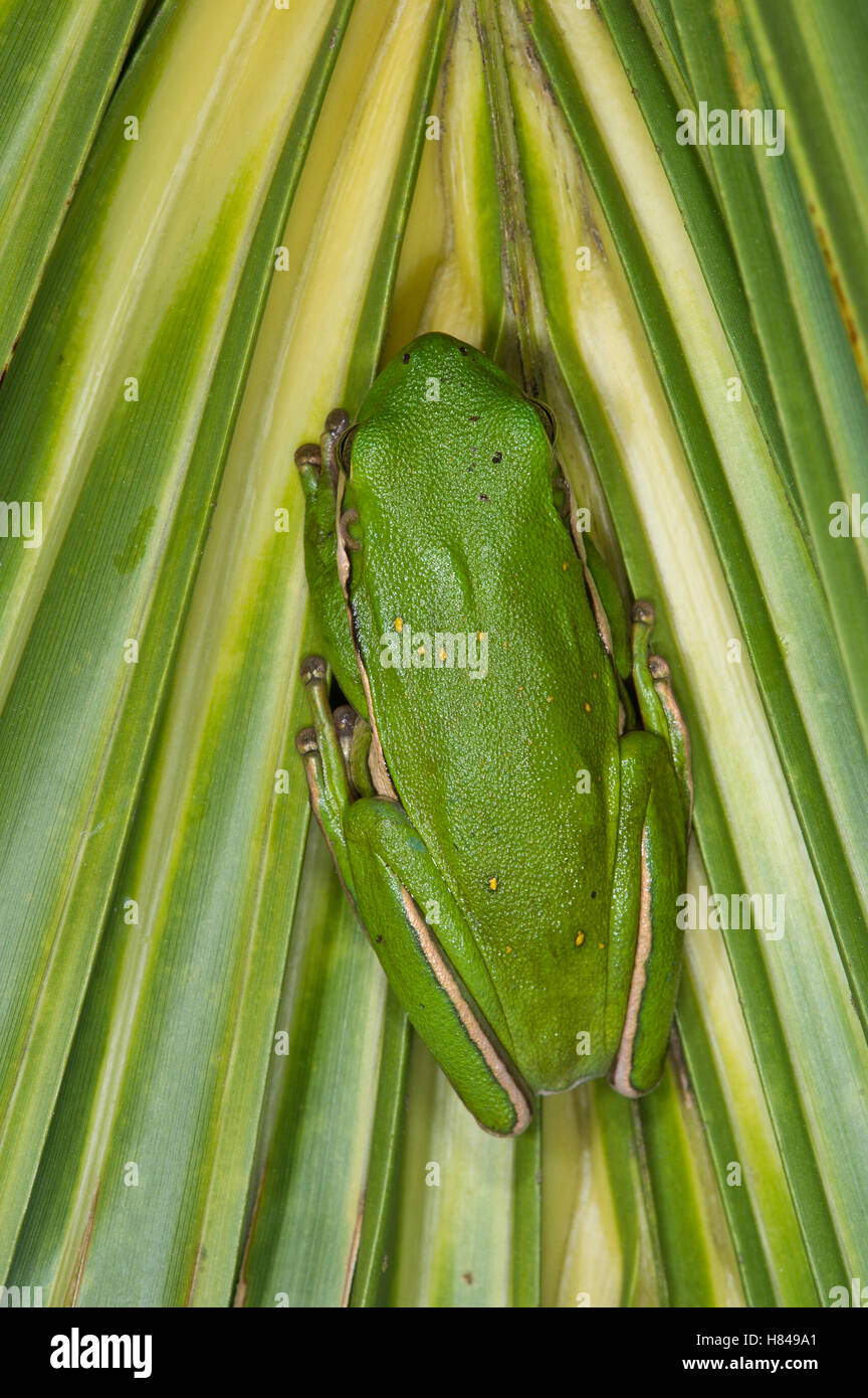 Green Tree Frog (Hyla cinerea), Little Saint Simon's Island, Georgia ...