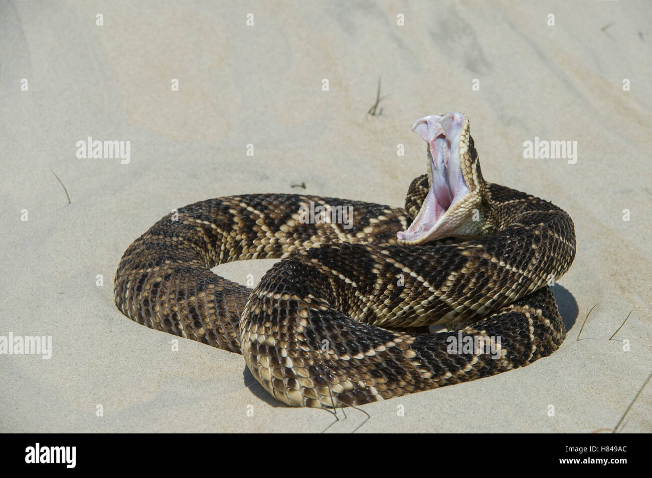 Rattlesnake fang High Resolution Stock Photography and Images - Alamy