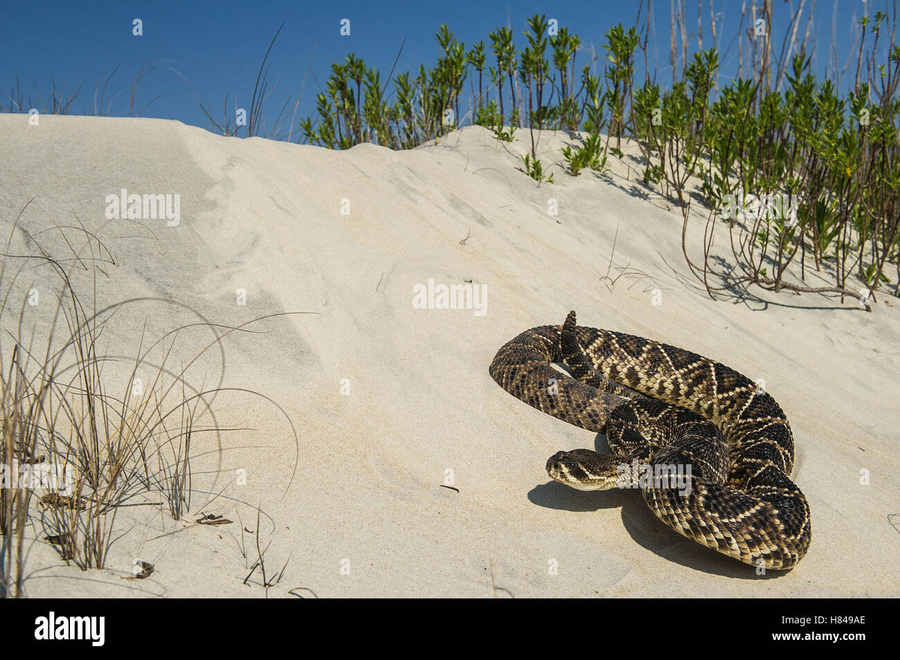 Eastern Diamondback Rattlesnake (Crotalus adamanteus) on sand dunes ...