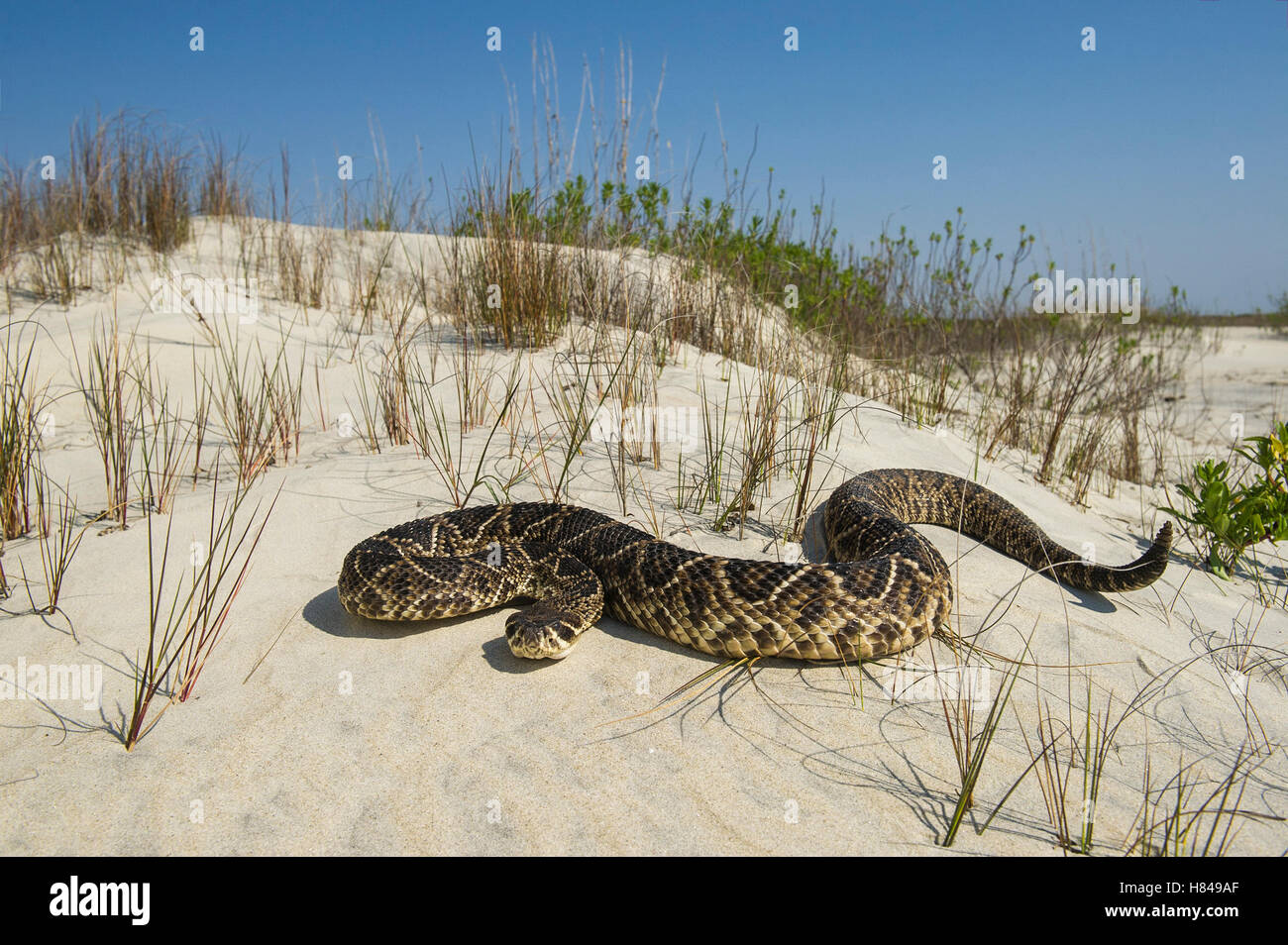 Eastern Diamondback Rattlesnake (Crotalus adamanteus) on sand dunes ...