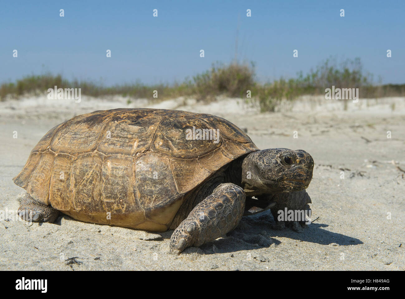 Florida Gopher Tortoise (Gopherus polyphemus), Orianne Indigo Snake ...