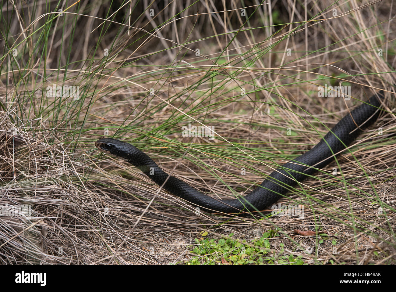 Eastern Racer (Coluber constrictor), Little Saint Simon's Island ...