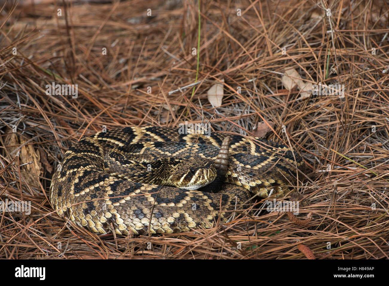 Eastern Diamondback Rattlesnake (Crotalus adamanteus), Little Saint ...