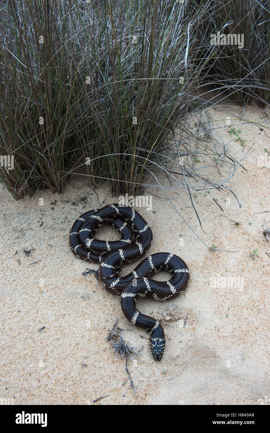 Eastern Kingsnake (Lampropeltis getula), Little Saint Simon's Island ...