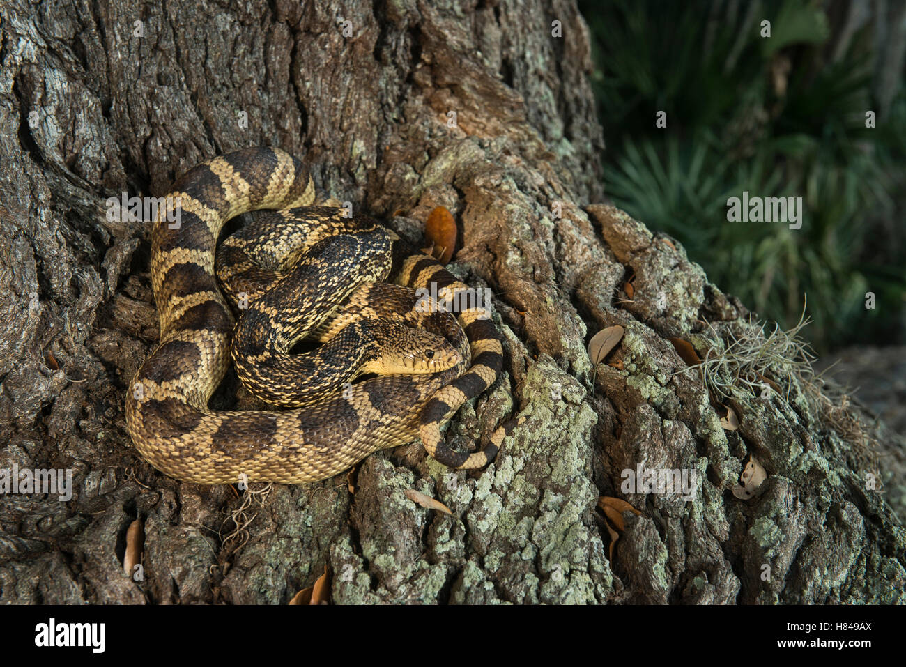 Louisiana Pinesnake (Pituophis ruthveni), Orianne Indigo Snake Preserve ...