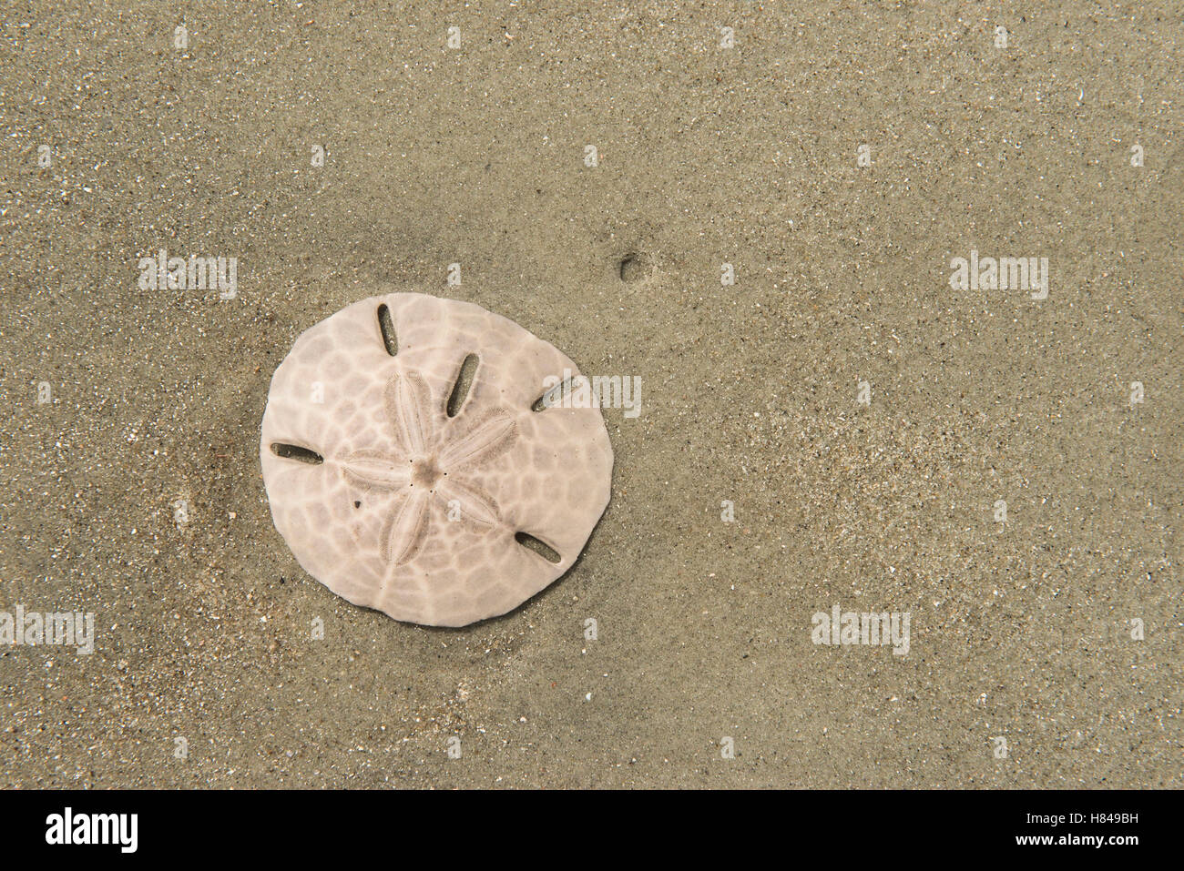 Sand Dollar (Echinarachnius parma) shell on beach, Little Saint Simon's ...