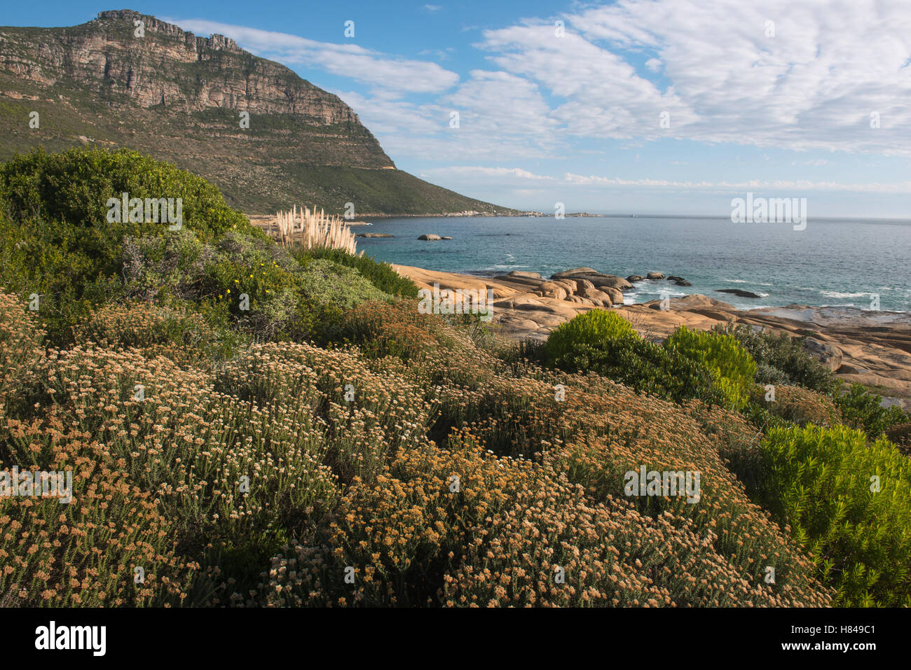 Fynbos vegetation, Sandy Bay, Karbonkelberg, Table Mountain National ...
