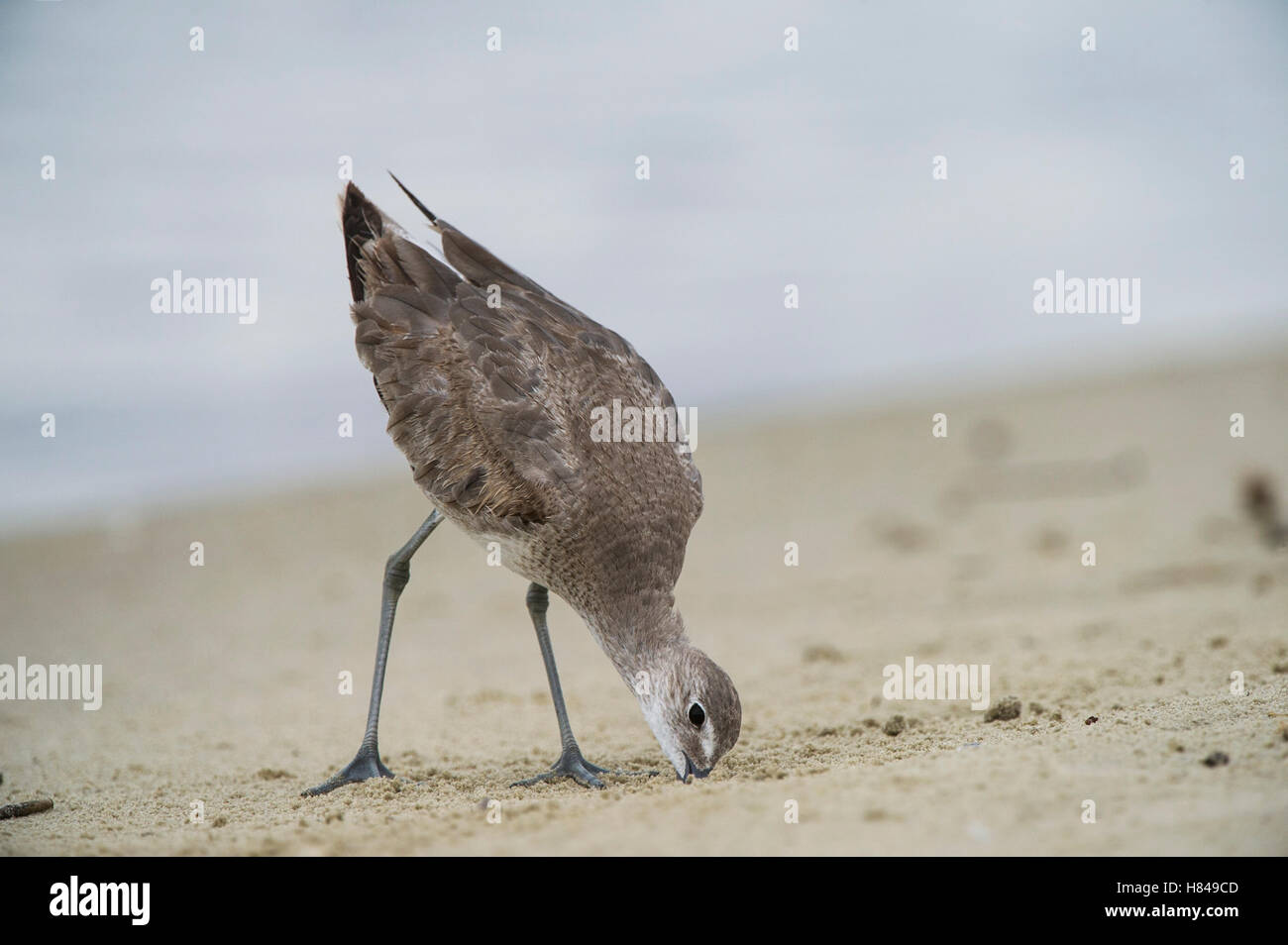 Willet (Tringa semipalmata) foraging on beach, Little Saint Simon's ...