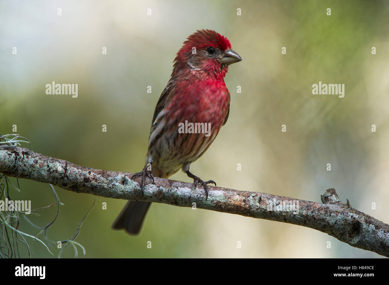 House Finch (Carpodacus mexicanus) male, Little Saint Simon's Island ...