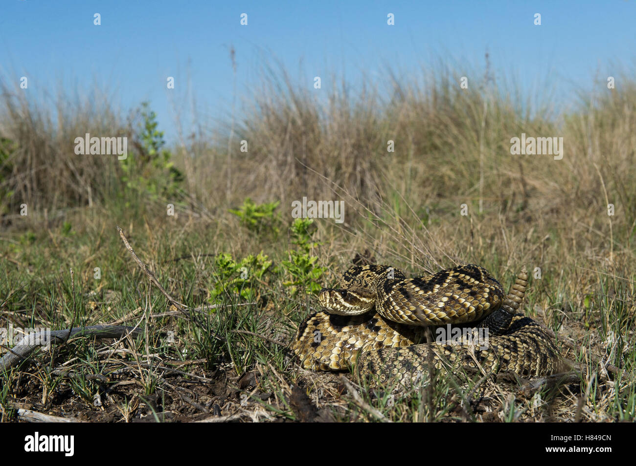 Eastern Diamondback Rattlesnake (Crotalus adamanteus) in defensive ...