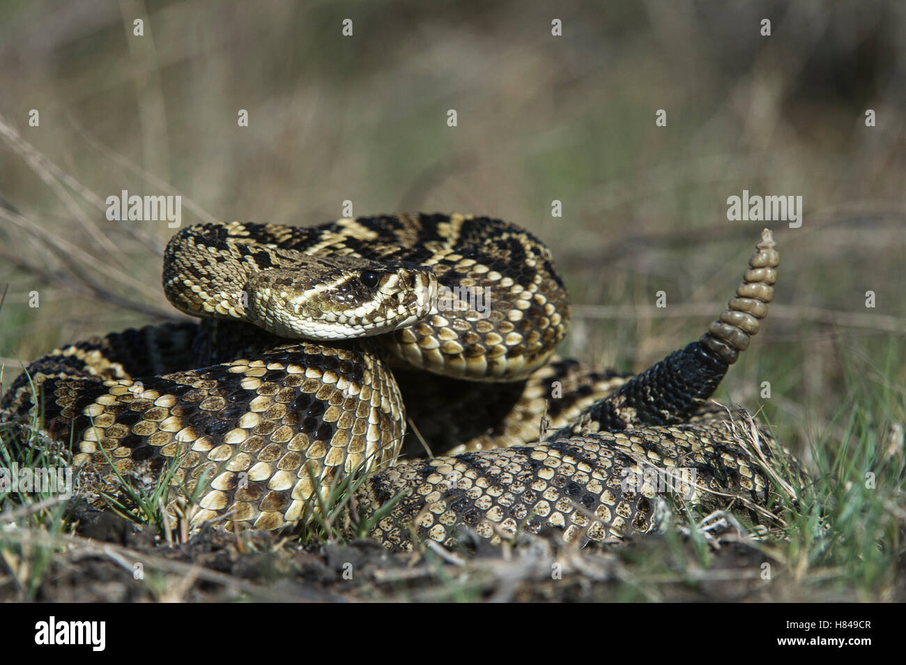 Eastern Diamondback Rattlesnake (Crotalus adamanteus) in defensive ...