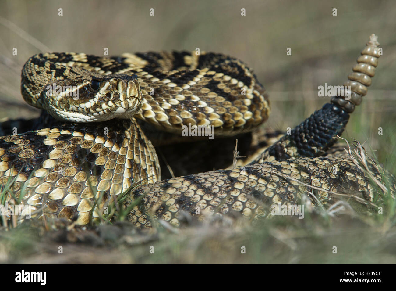 Eastern Diamondback Rattlesnake (Crotalus adamanteus) in defensive ...