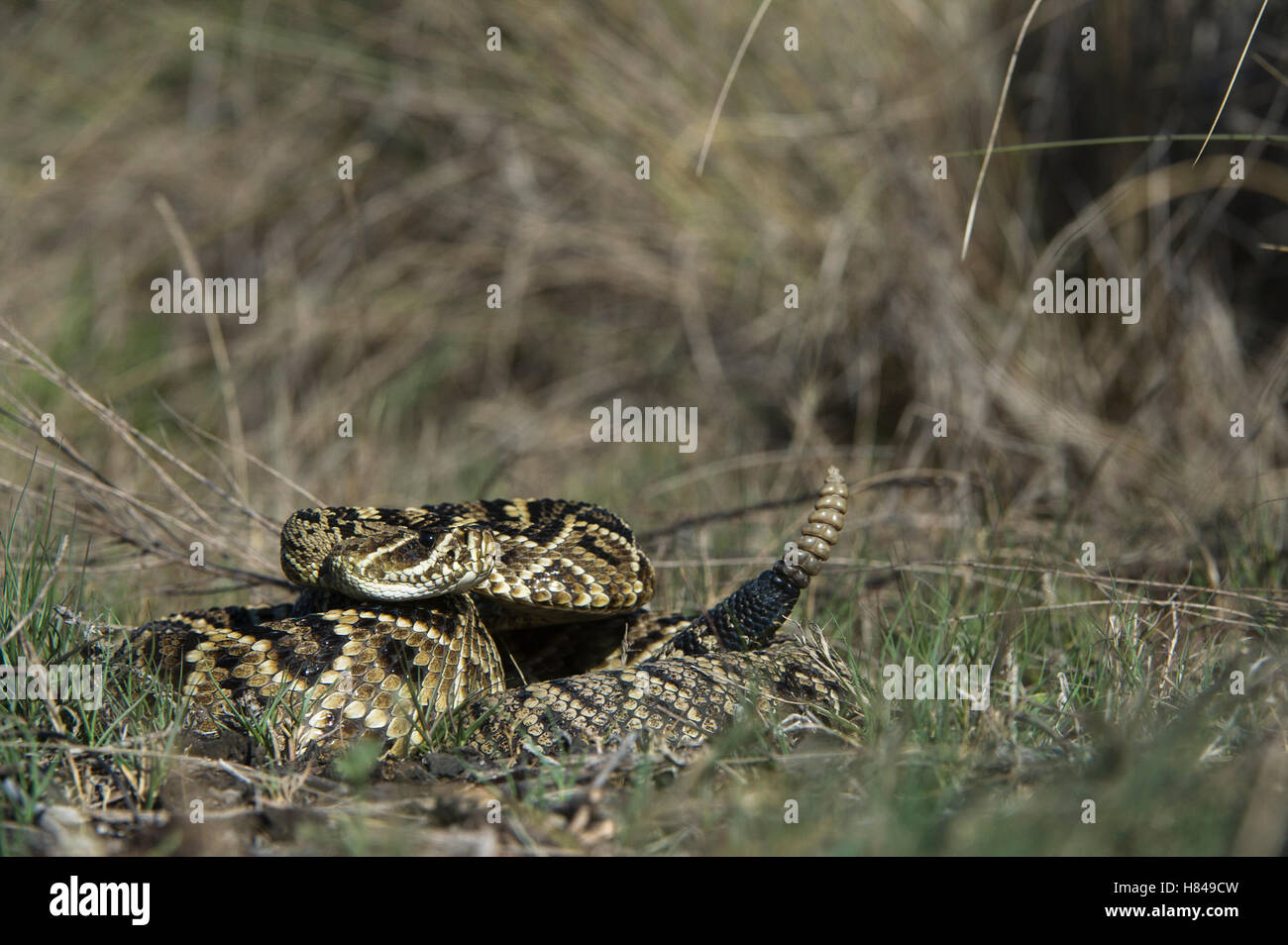 Eastern Diamondback Rattlesnake (Crotalus adamanteus) in defensive ...